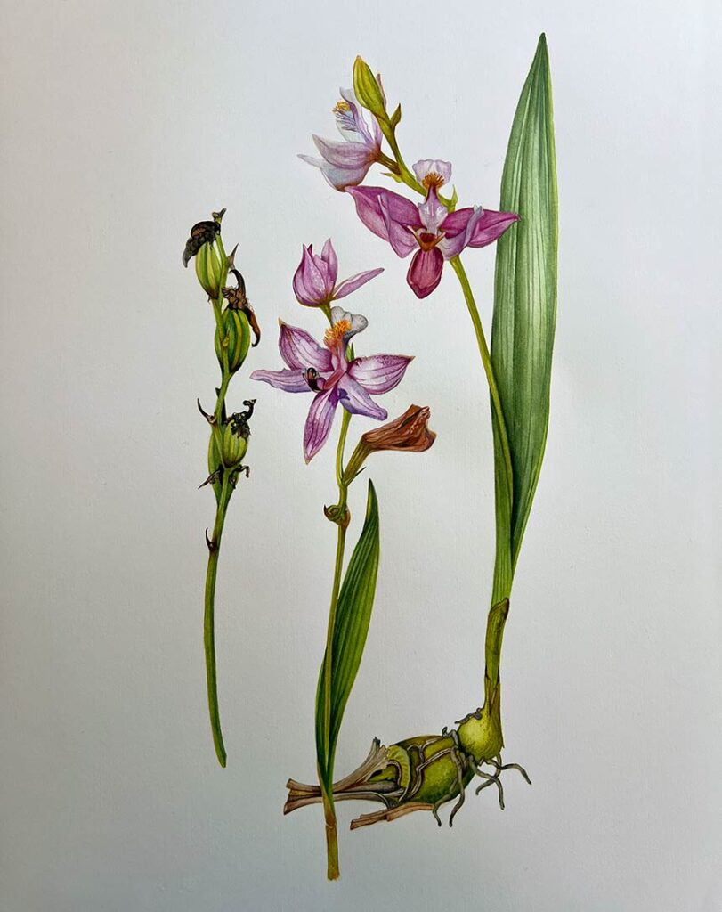 A walk among nature’s gifts by Maya Barton